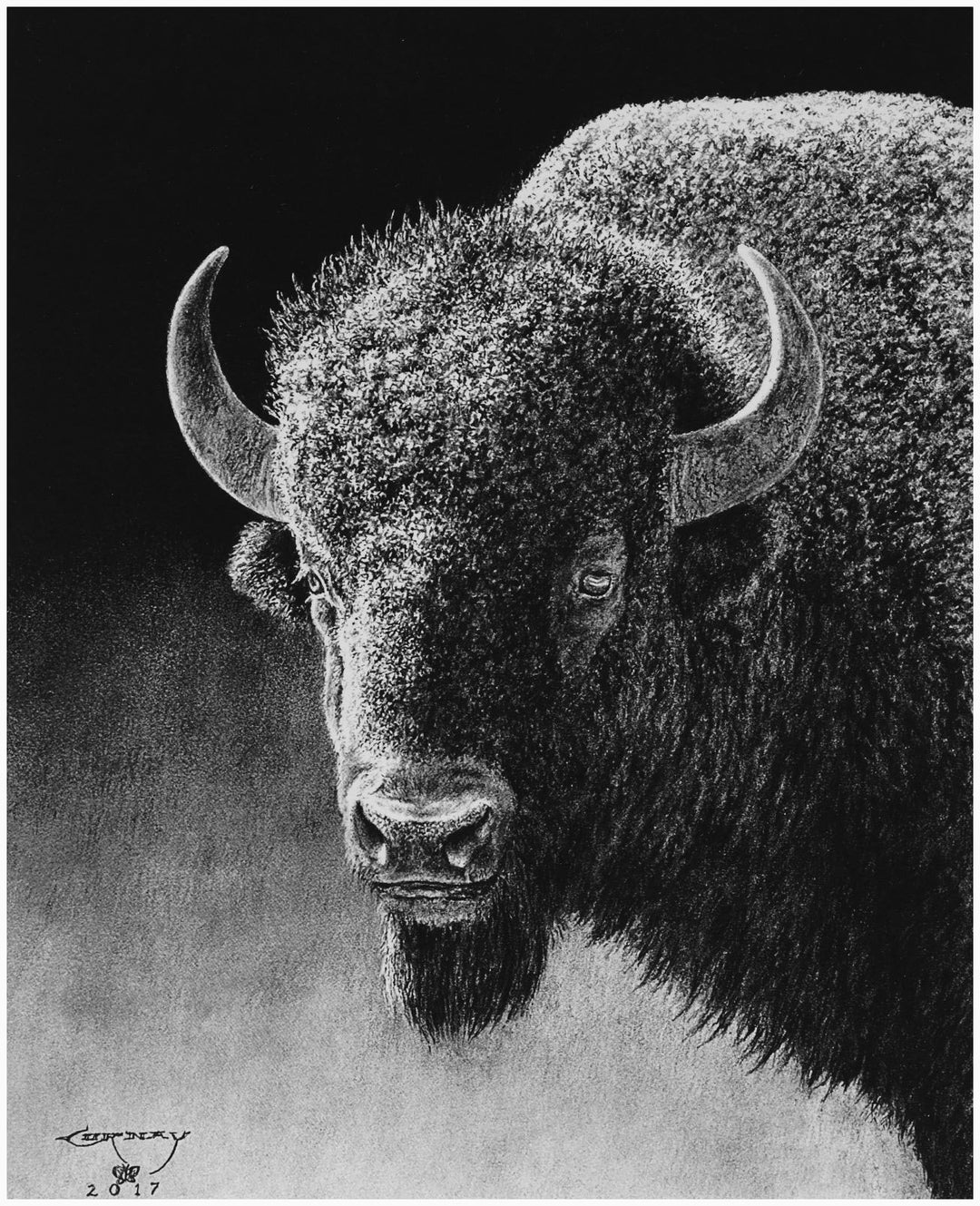 American Bison Bull Drawing